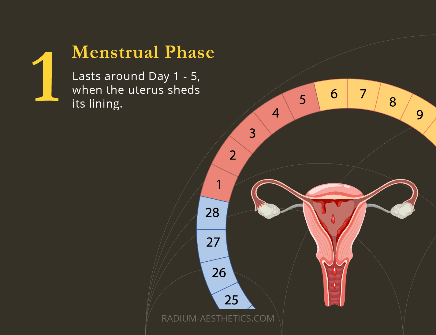 How Does The Menstrual Cycle Affects Your Skin?